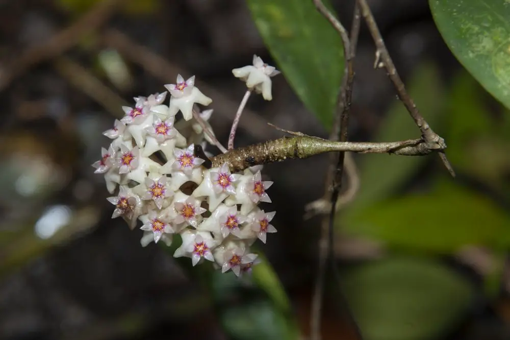 How To Grow & Care For the Hoya Plant - PlantPropagation.org