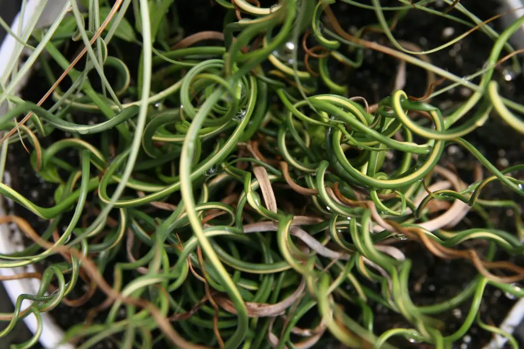 How To Grow & Care For Fireweed - PlantPropagation.org