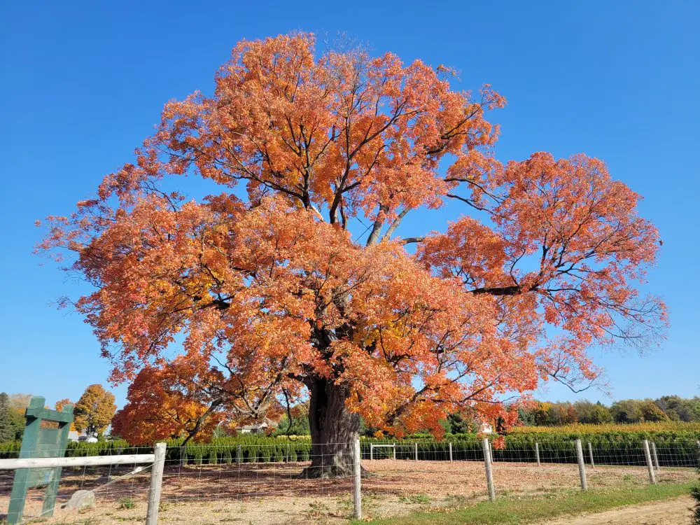 How To Grow & Care For Sugar Maple - PlantPropagation.org