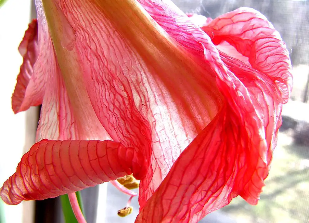 Blossom Wilt: A Comprehensive Guide to a Common Tree Malady ...