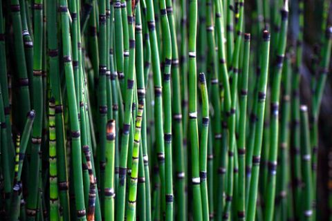 How To Grow & Care For the Horsetail Plant - PlantPropagation.org