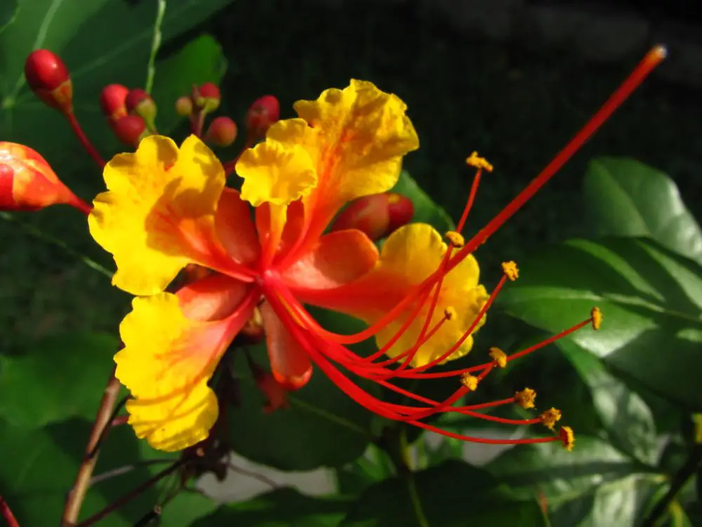 How To Grow & Care For the Pride of Barbados - PlantPropagation.org