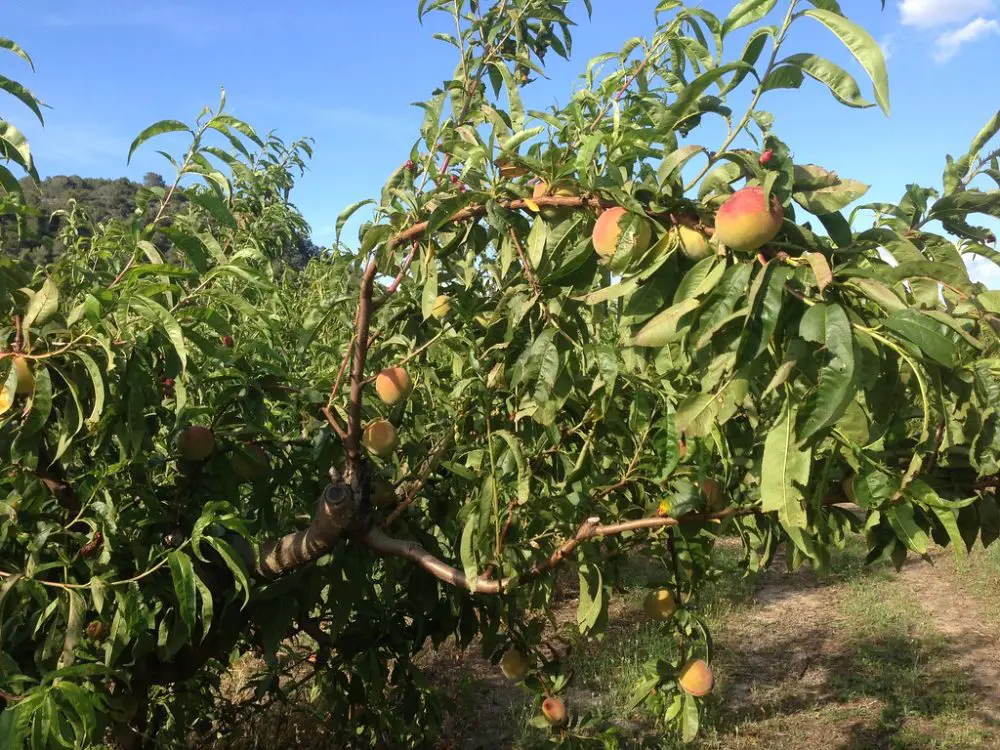 How To Grow & Care For Peach Trees - PlantPropagation.org