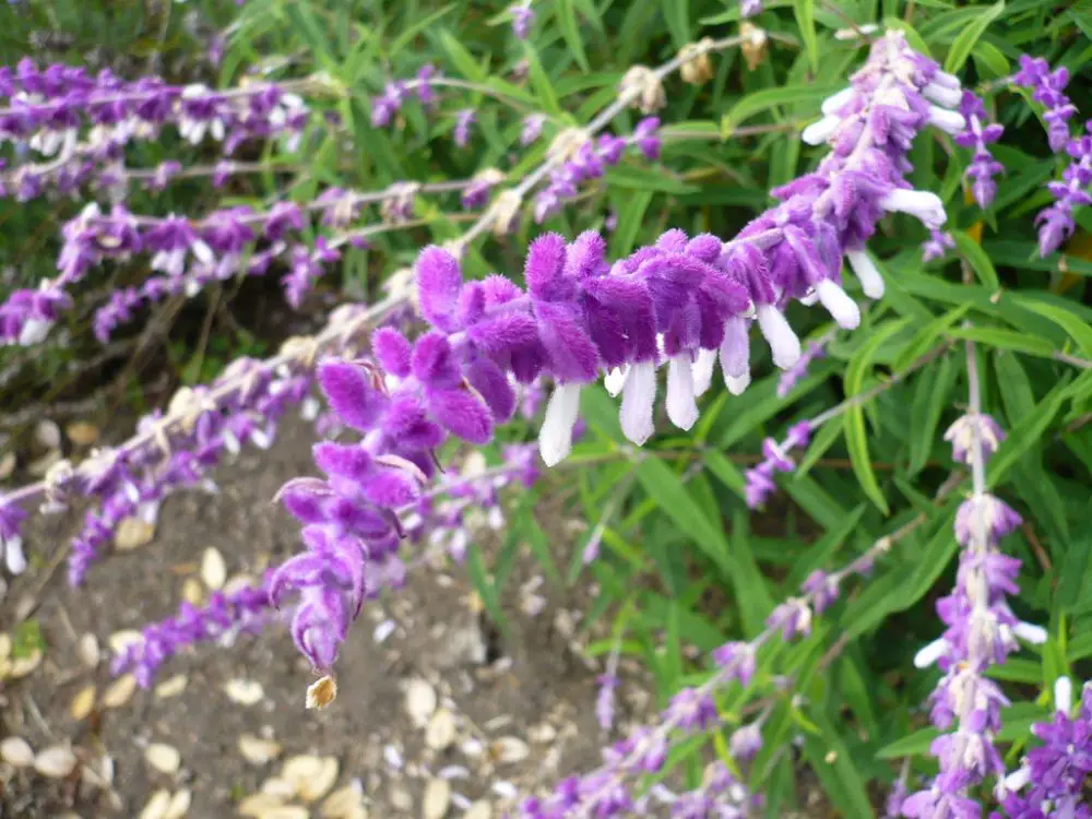 How To Grow & Care For Mexican Bush Sage - PlantPropagation.org