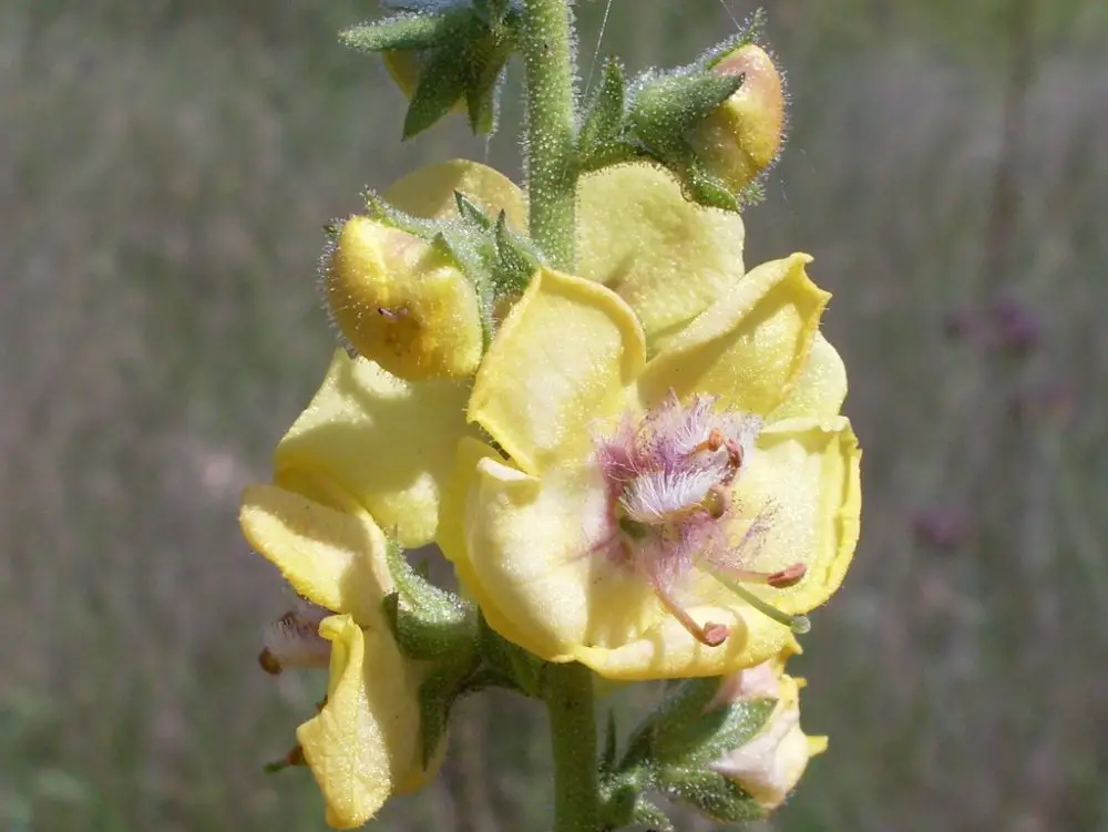 How To Grow & Care For Mullein - PlantPropagation.org