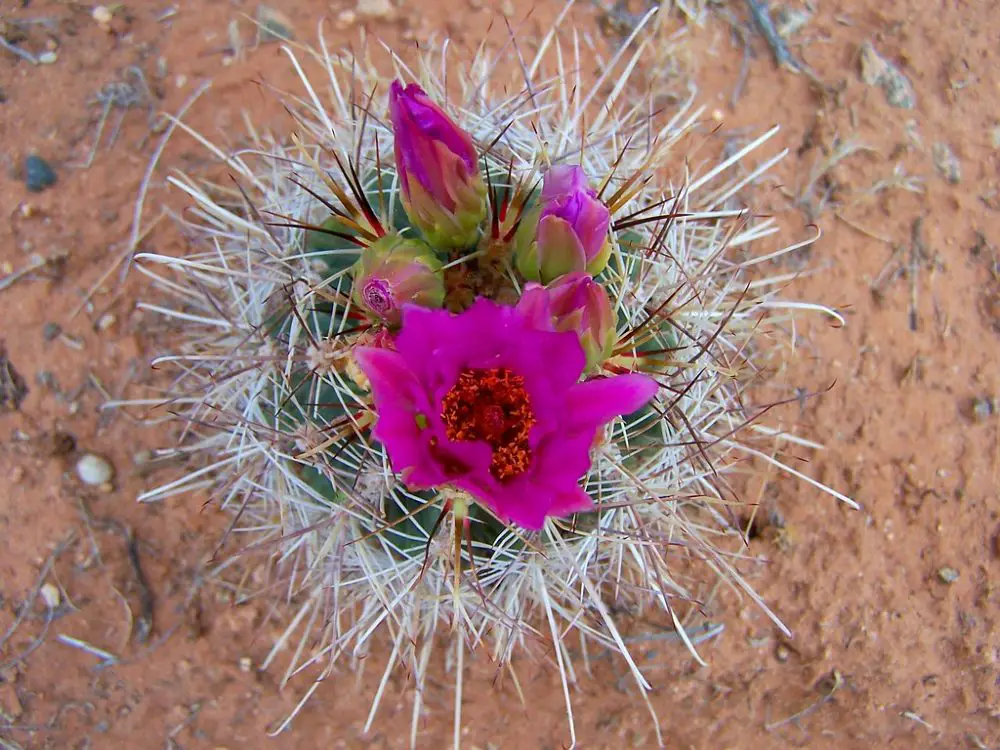 How To Grow & Care For the Fish Hook Plant - PlantPropagation.org