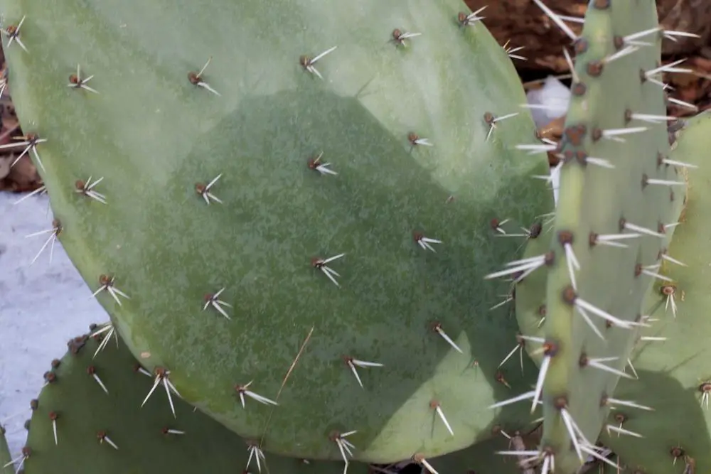 How To Grow & Care For Cactus Pads - PlantPropagation.org