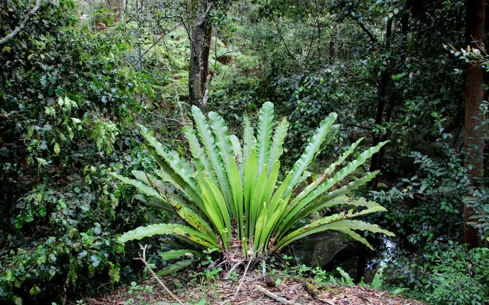 How To Grow & Care For Bird's Nest Fern - PlantPropagation.org
