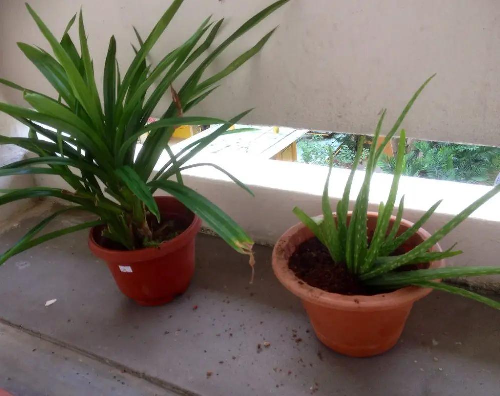 Bottom Watering: A Comprehensive Guide to an Effective Watering ...