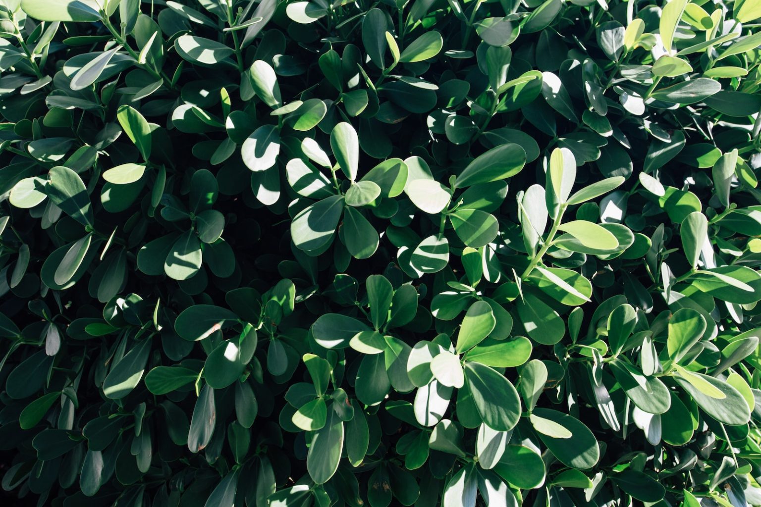 How To Grow & Care For Clusia - PlantPropagation.org