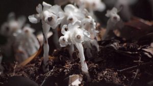 How To Grow & Care For the Ghost Plant - PlantPropagation.org