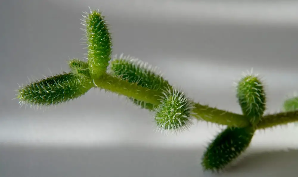 How To Grow & Care For the Pickle Plant - PlantPropagation.org
