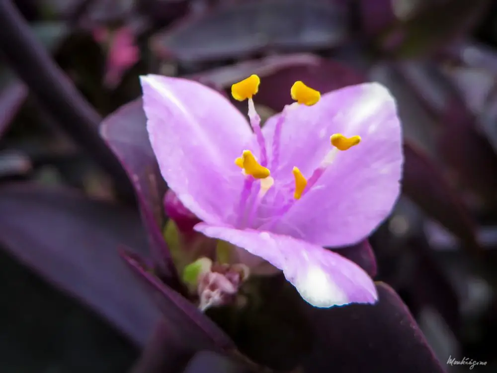 How To Grow & Care For the Purple Heart Plant - PlantPropagation.org