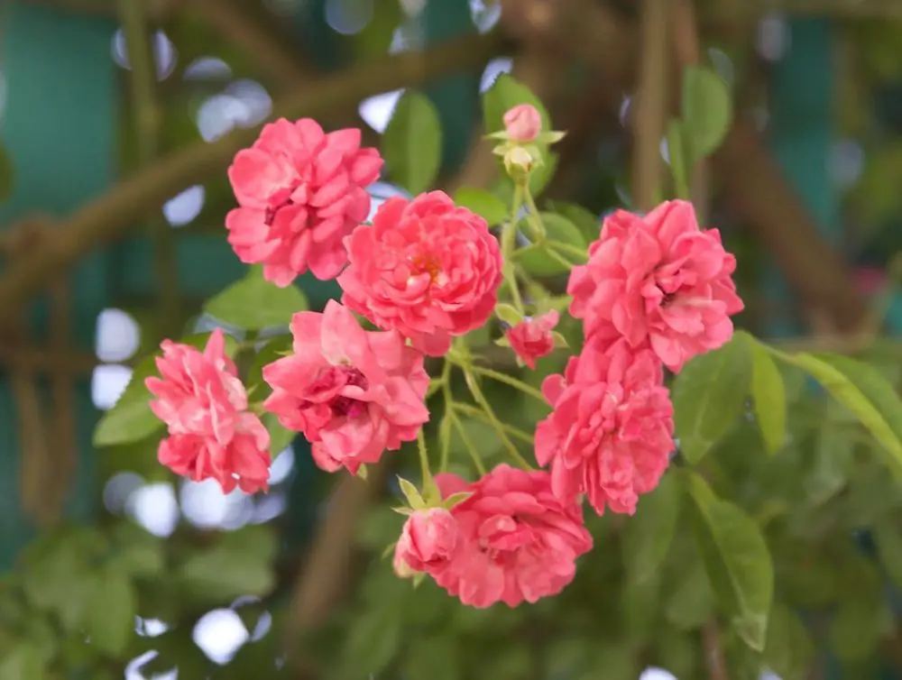 How To Grow & Care For the Peggy Martin Rose - PlantPropagation.org