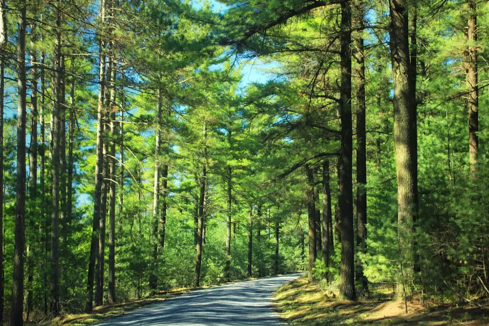 How To Grow & Care For White Pine - PlantPropagation.org
