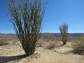 How To Grow & Care For the Ocotillo Plant - PlantPropagation.org