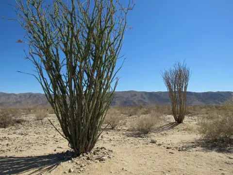 How To Grow & Care For the Ocotillo Plant - PlantPropagation.org