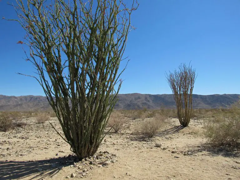 How To Grow & Care For the Ocotillo Plant - PlantPropagation.org