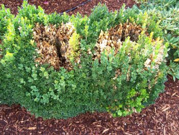 Boxwood Blight: A Comprehensive Guide to a Threatening Fungal Disease ...