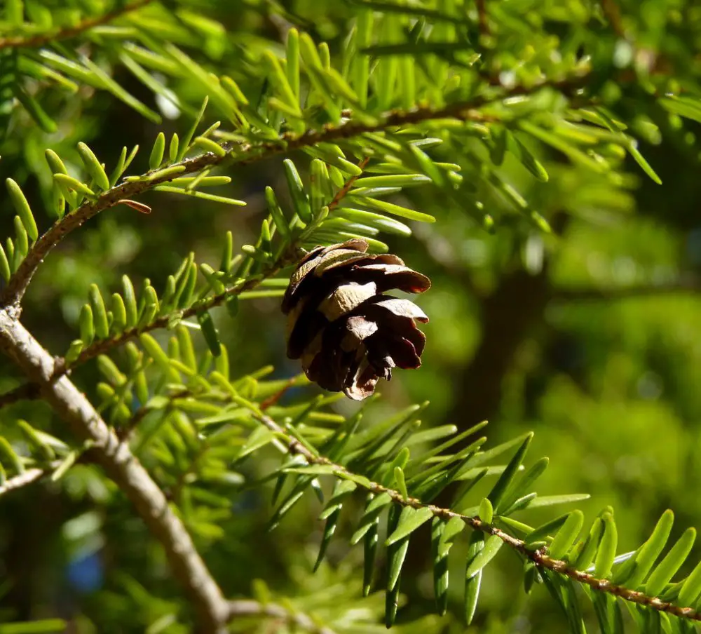 How To Grow & Care For the Eastern Hemlock - PlantPropagation.org
