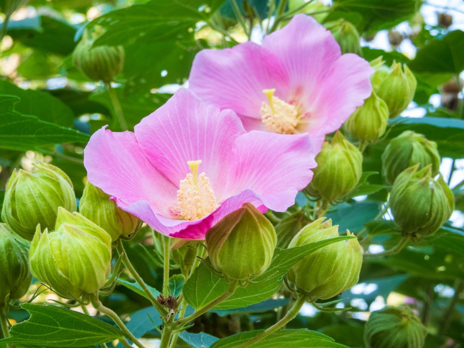 How To Grow & Care For Confederate Rose - PlantPropagation.org