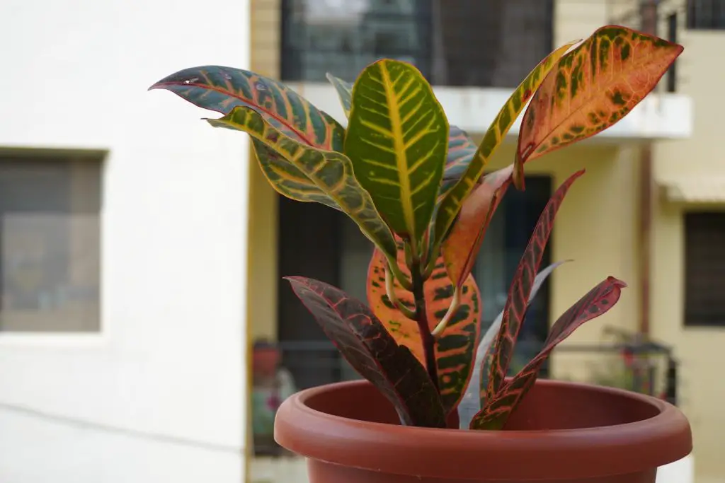 How To Grow & Care For the Croton Plant - PlantPropagation.org