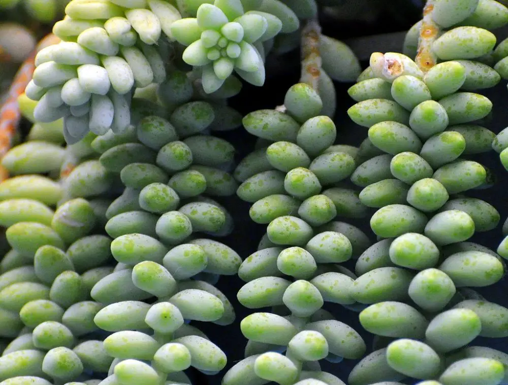 How To Grow & Care For Burro's Tail - PlantPropagation.org