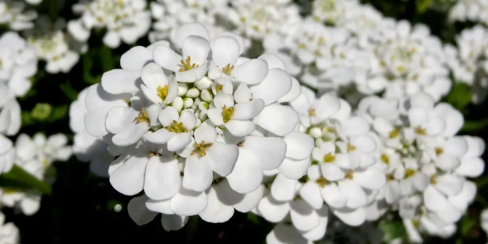 How To Grow & Care For Candytuft - PlantPropagation.org