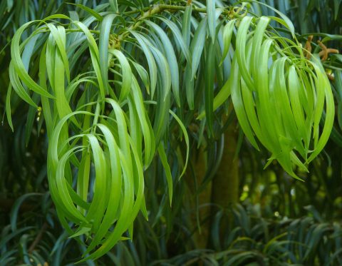 How To Grow & Care For Podocarpus - PlantPropagation.org