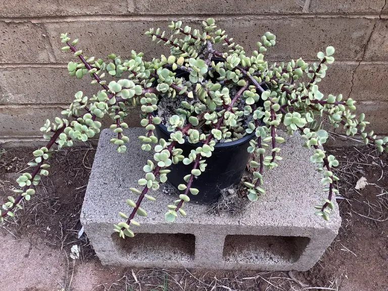 How To Grow & Care For Elephant Bush - PlantPropagation.org