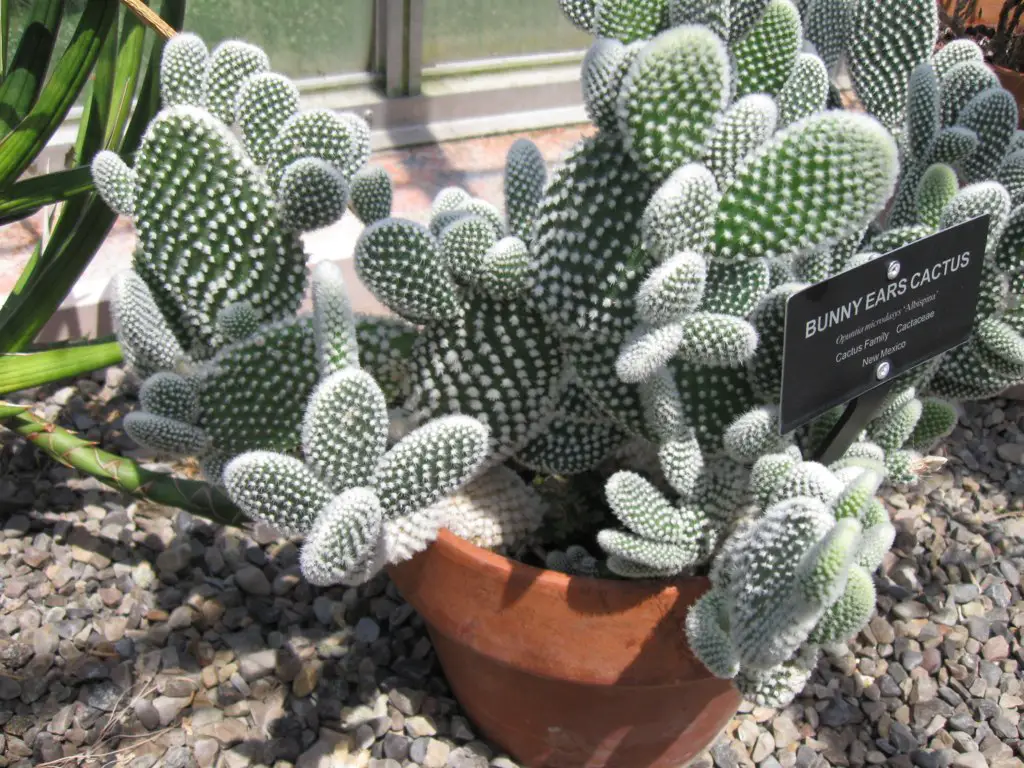 How To Grow & Care For Bunny Ear Cactus - PlantPropagation.org