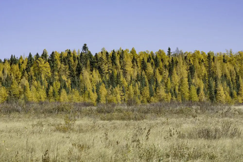 How To Grow & Care For the Tamarack tree - PlantPropagation.org