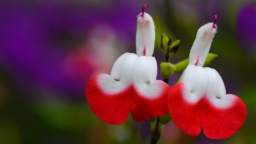 How To Grow & Care For Hot Lips Salvia - PlantPropagation.org