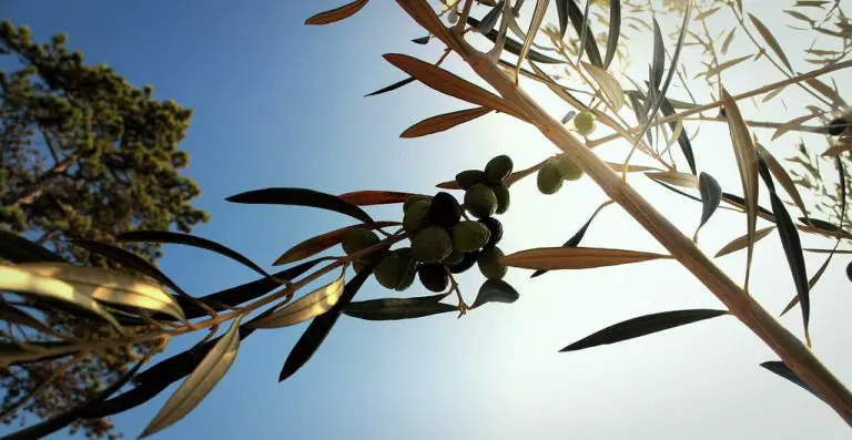 How To Grow & Care For Olive Trees - PlantPropagation.org