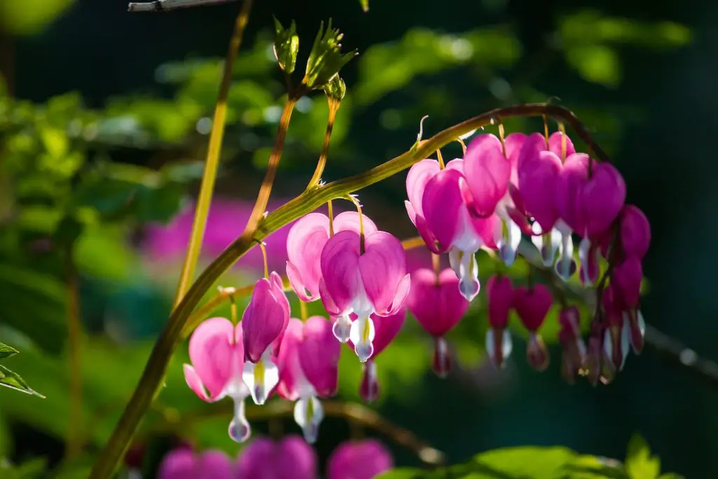 How To Grow & Care For Bleeding Hearts - PlantPropagation.org