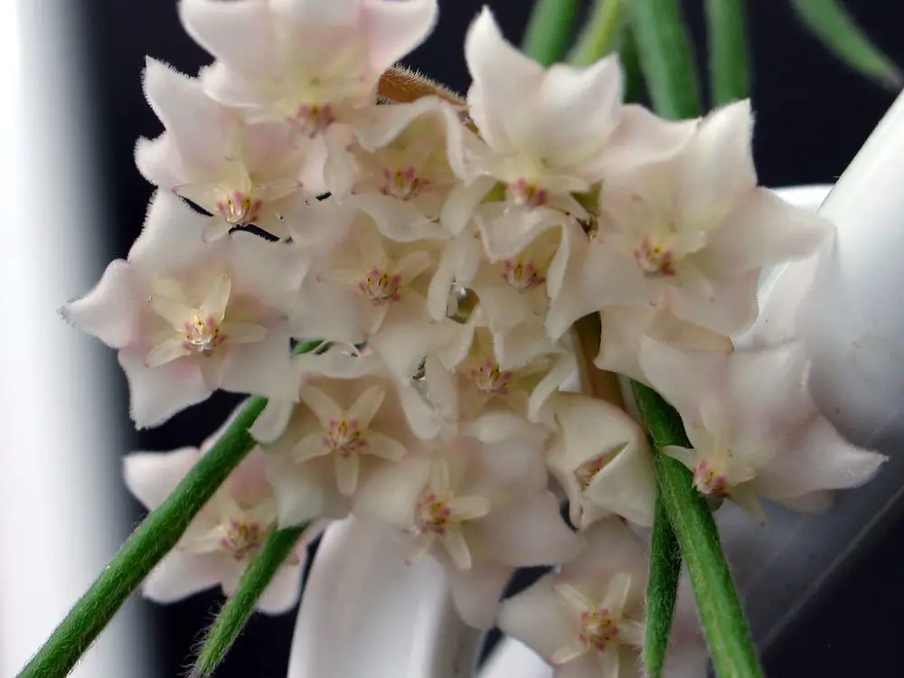How To Grow & Care For Hoya Linearis - PlantPropagation.org