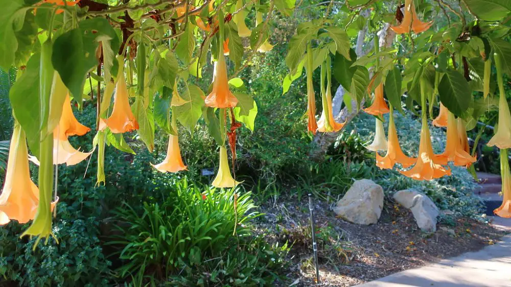 How To Grow & Care For Angel Trumpet - PlantPropagation.org