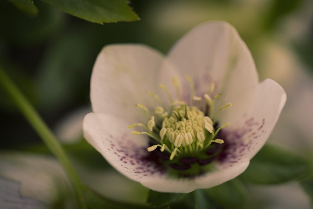 How To Grow & Care For Lenten Roses - PlantPropagation.org