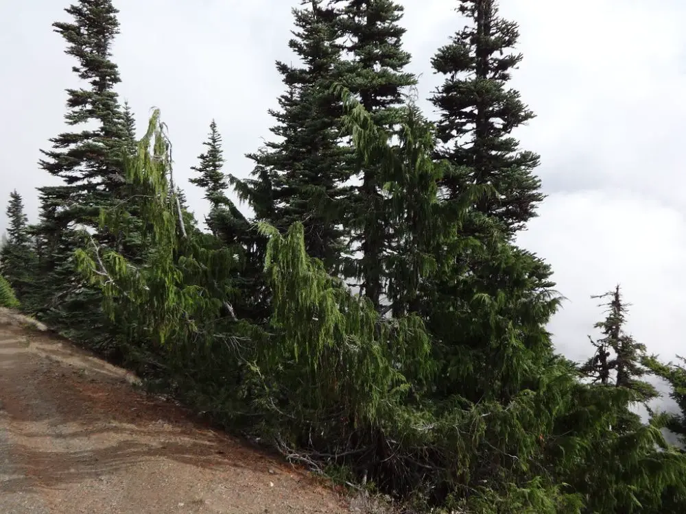 How To Grow & Care For Alaska Cedar - PlantPropagation.org