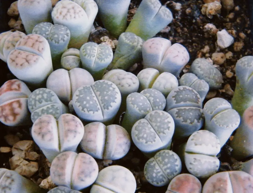 How To Grow & Care For Lithops - PlantPropagation.org