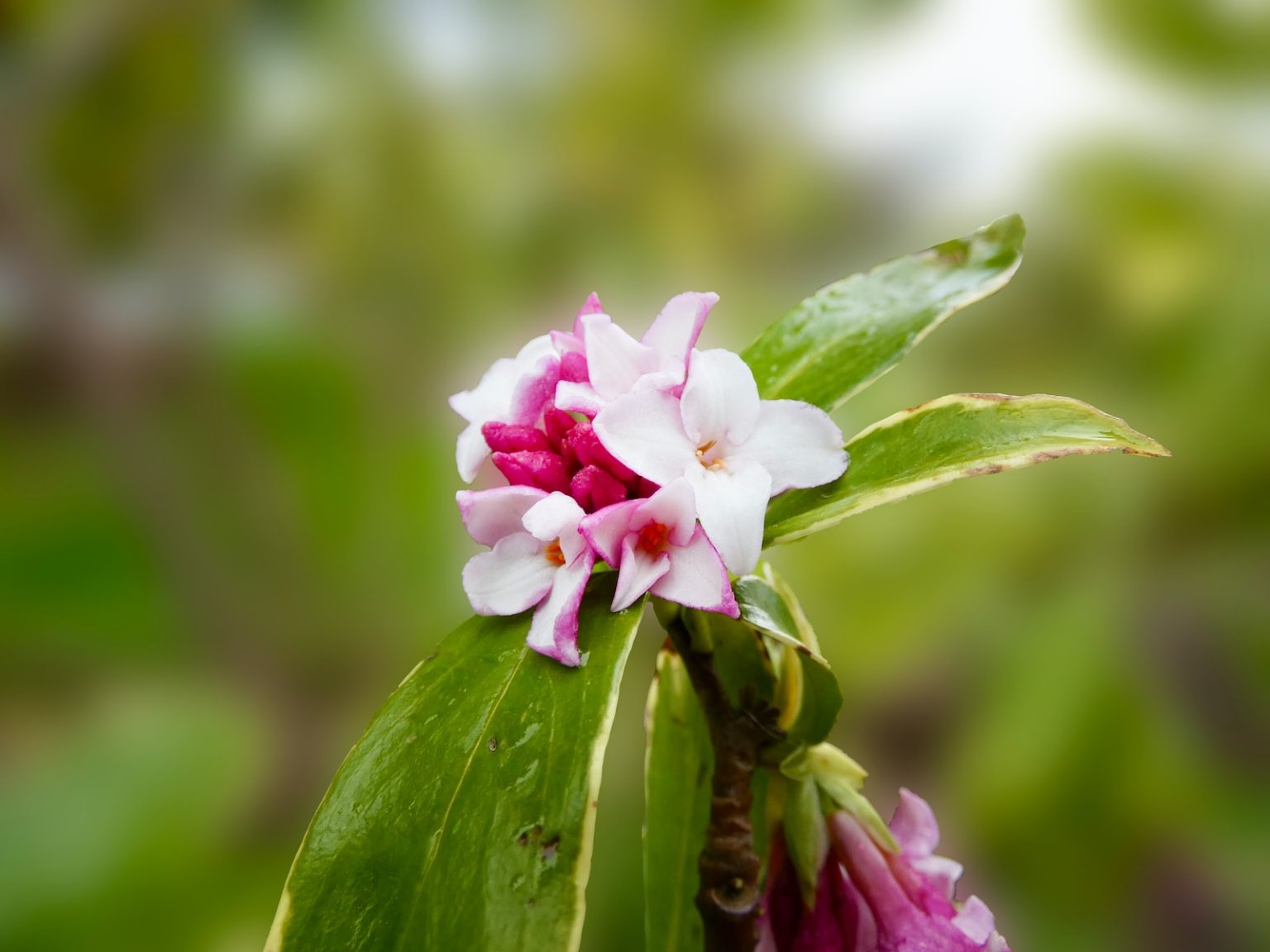 How To Grow & Care For the Daphne Plant - PlantPropagation.org