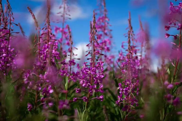 How To Grow & Care For Fireweed - PlantPropagation.org