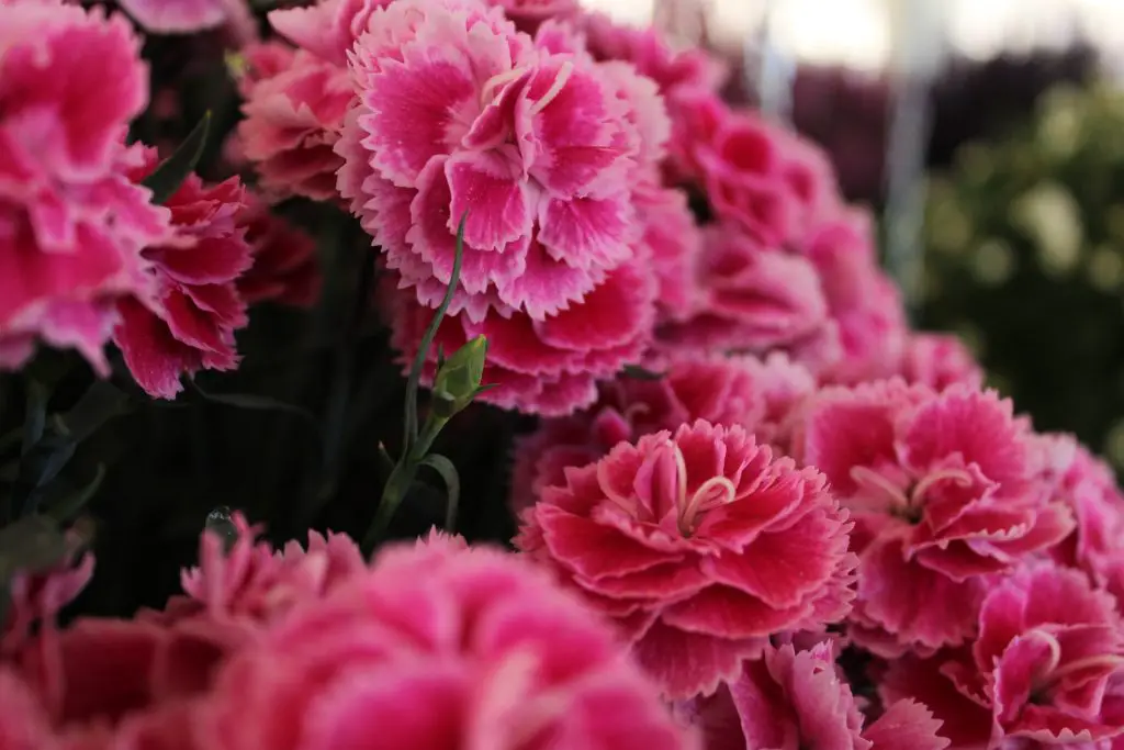 How To Grow & Care For Dianthus - PlantPropagation.org
