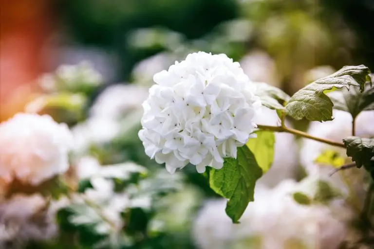 How To Grow & Care For Snowball Bush Viburnum - PlantPropagation.org
