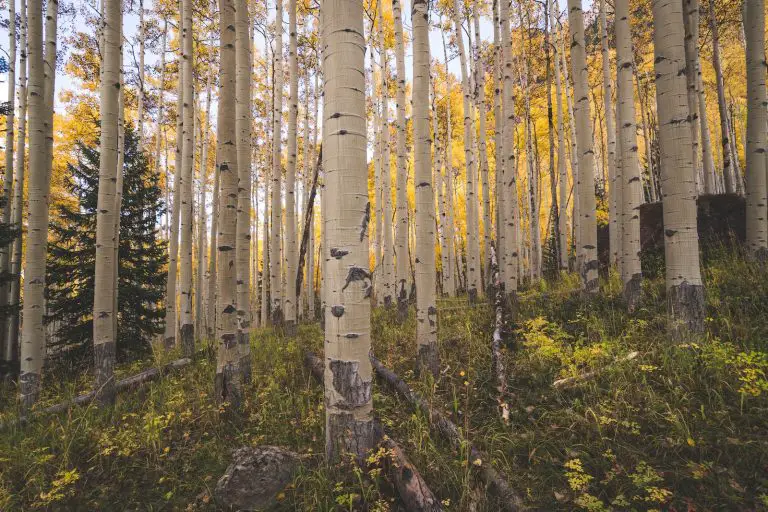 How To Grow & Care For Quaking Aspen Tree - PlantPropagation.org