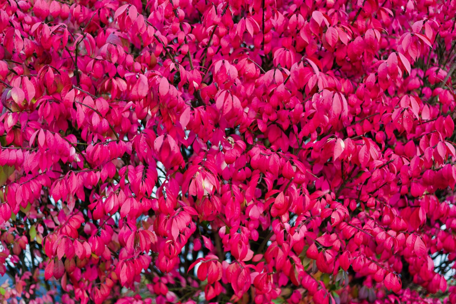 How To Grow & Care For Burning Bush - PlantPropagation.org