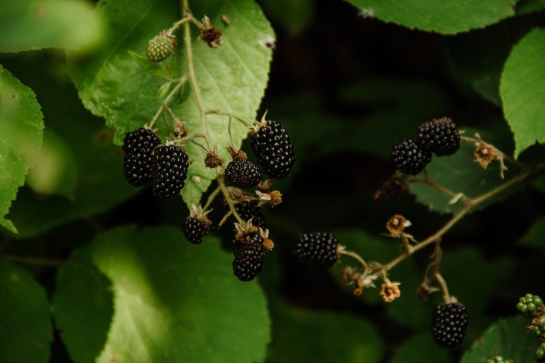 How To Grow & Care For Black Raspberries - PlantPropagation.org